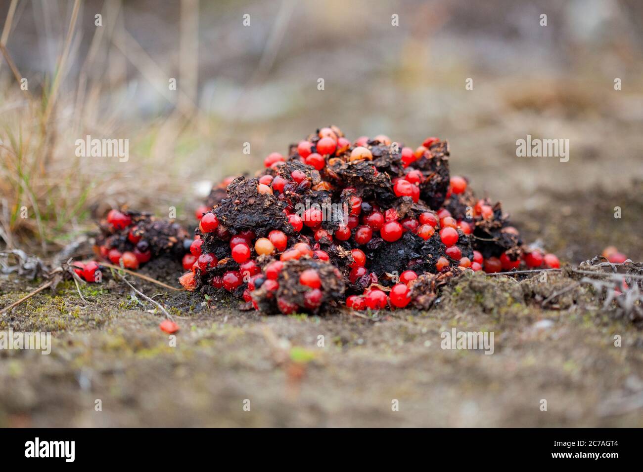 Bear scat filled with bright red berries on the forest floor, providing ...