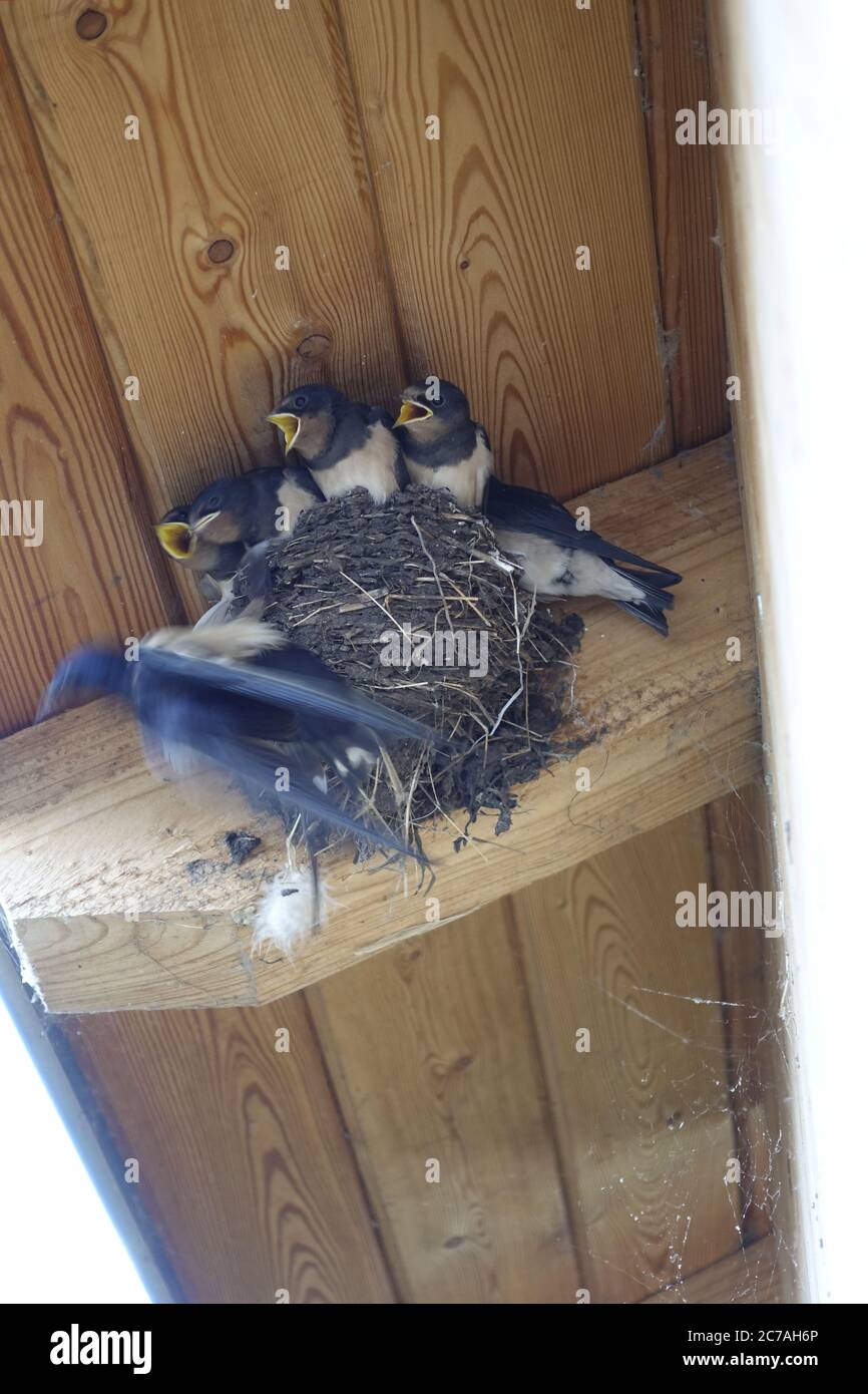 Barn swallow (Hirundo rustica) feeding young at nest, Europe Stock ...