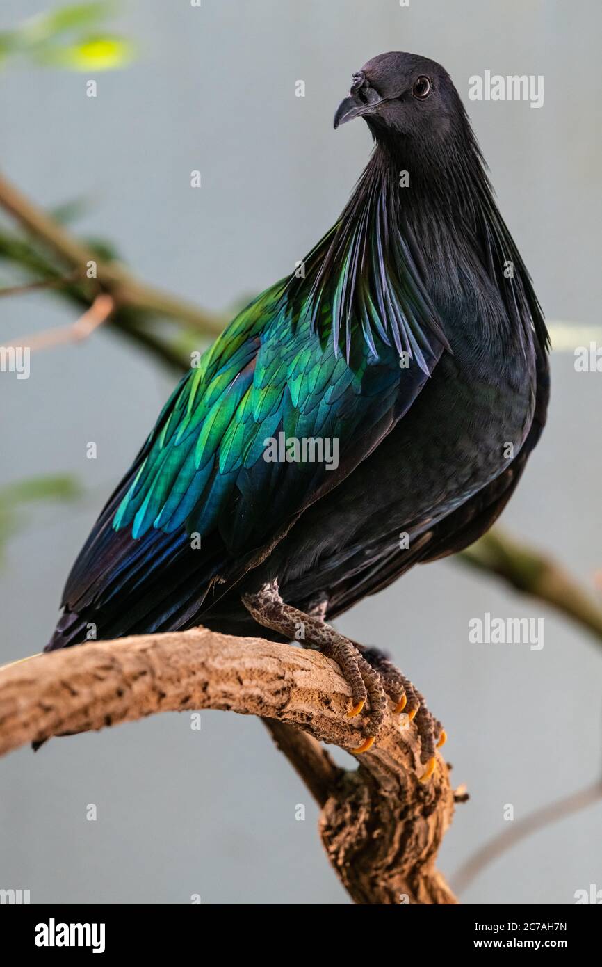 Closeup nicobar pigeon caloenas hi-res stock photography and images - Alamy
