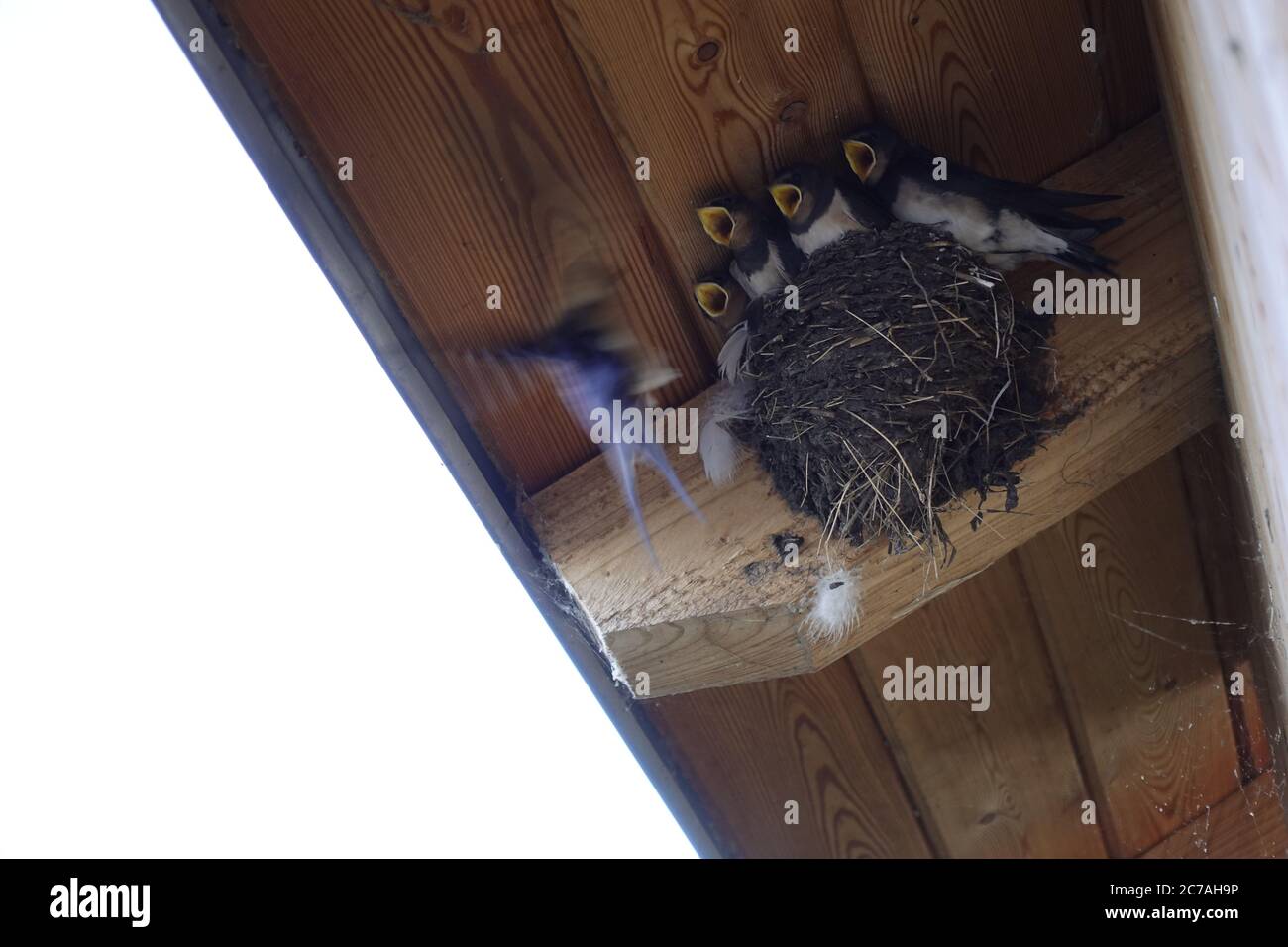 Barn swallow (Hirundo rustica) feeding young at nest, Europe Stock ...