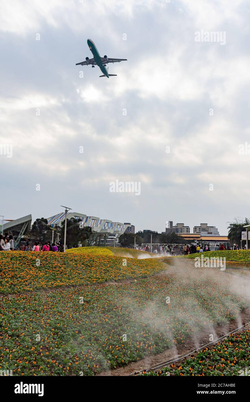 Taipei, NOV 21, 2010 - Many colorful Pansy flower blossom on the ground ...