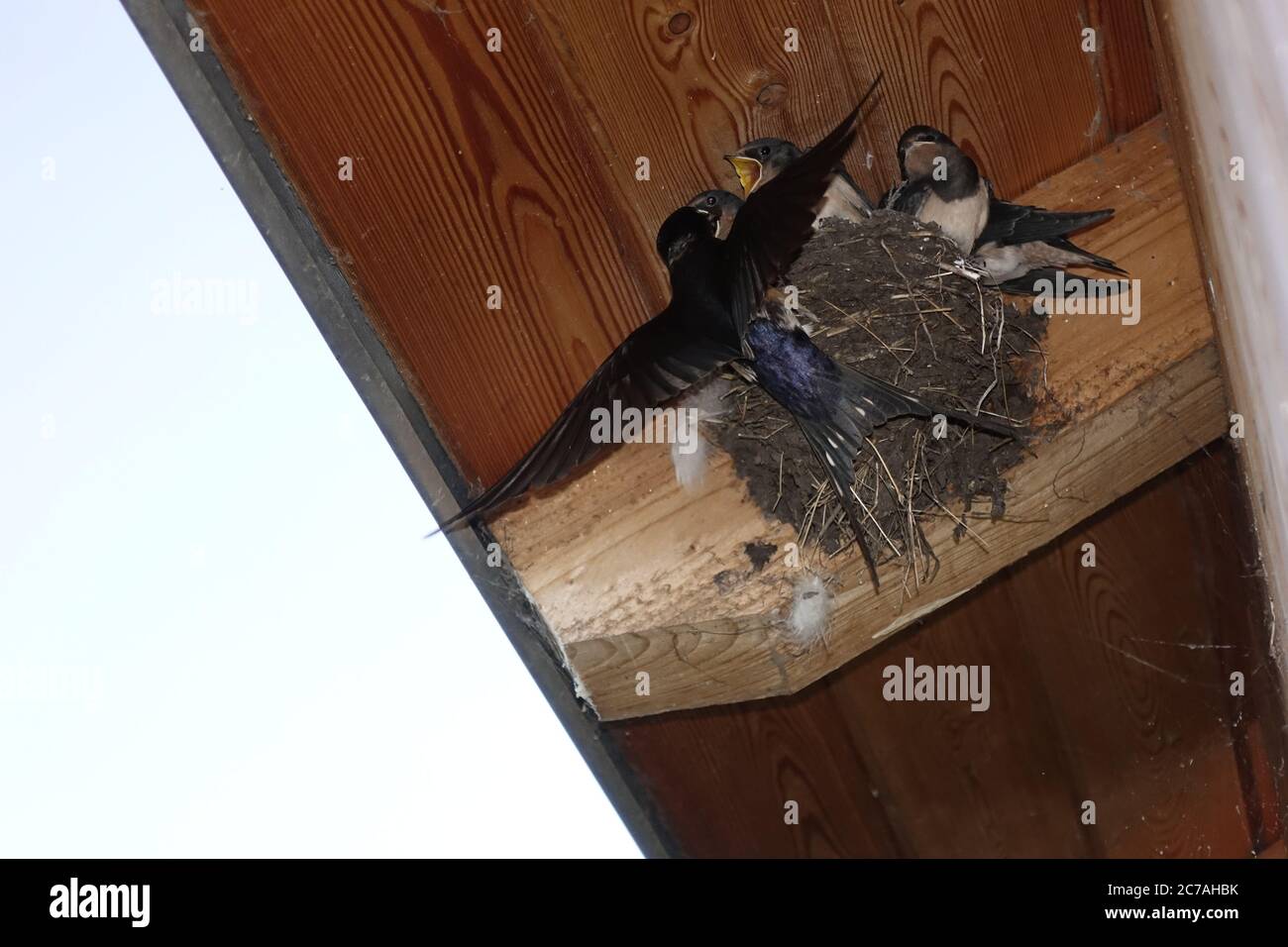 Barn swallow (Hirundo rustica) feeding young at nest, Europe Stock ...