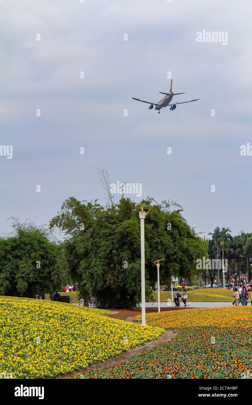 Taipei, MAR 5, 2011 - Many colorful Pansy flower blossom on the ground ...