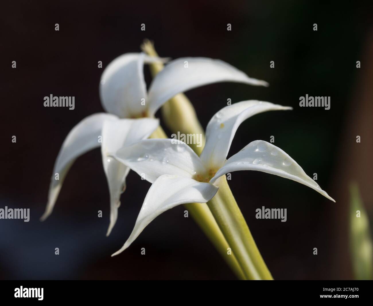 Penwiper hi-res stock photography and images - Alamy