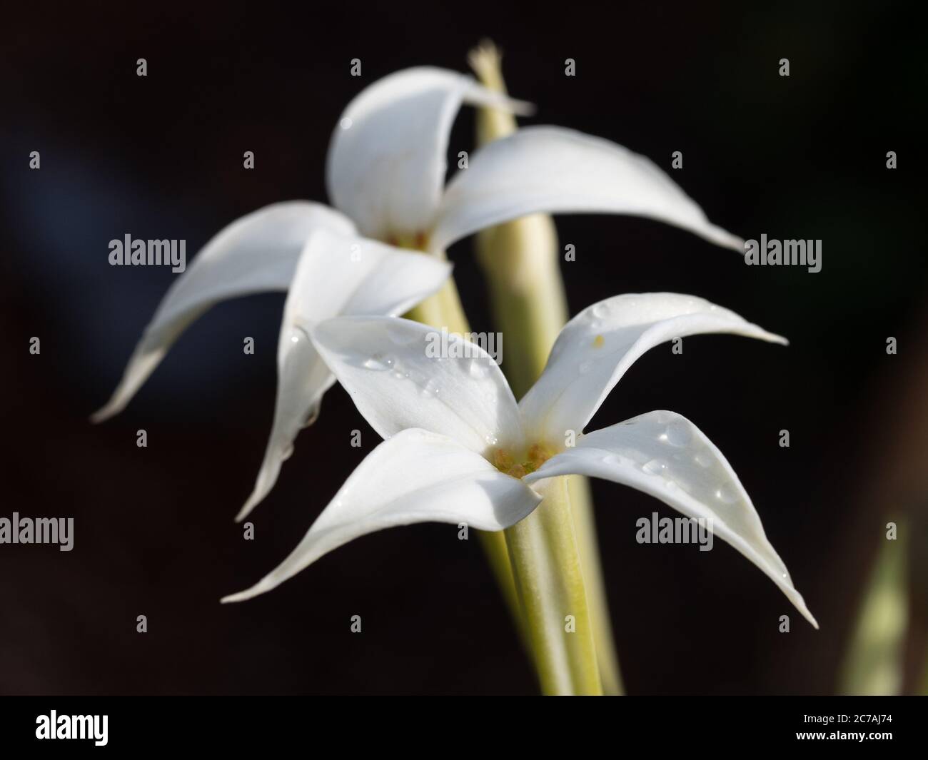 Penwiper hi-res stock photography and images - Alamy