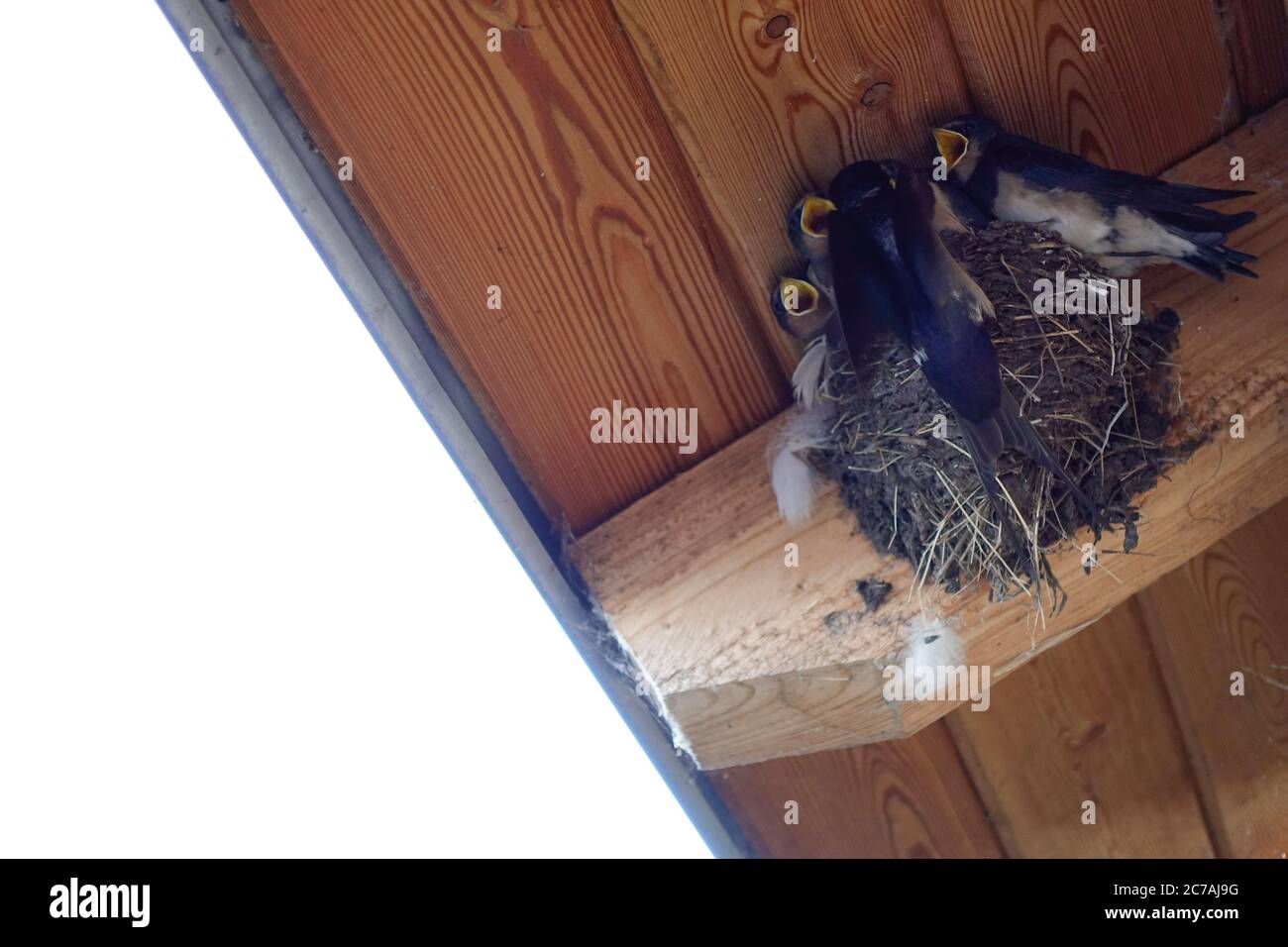 Barn swallow (Hirundo rustica) feeding young at nest, Europe Stock ...