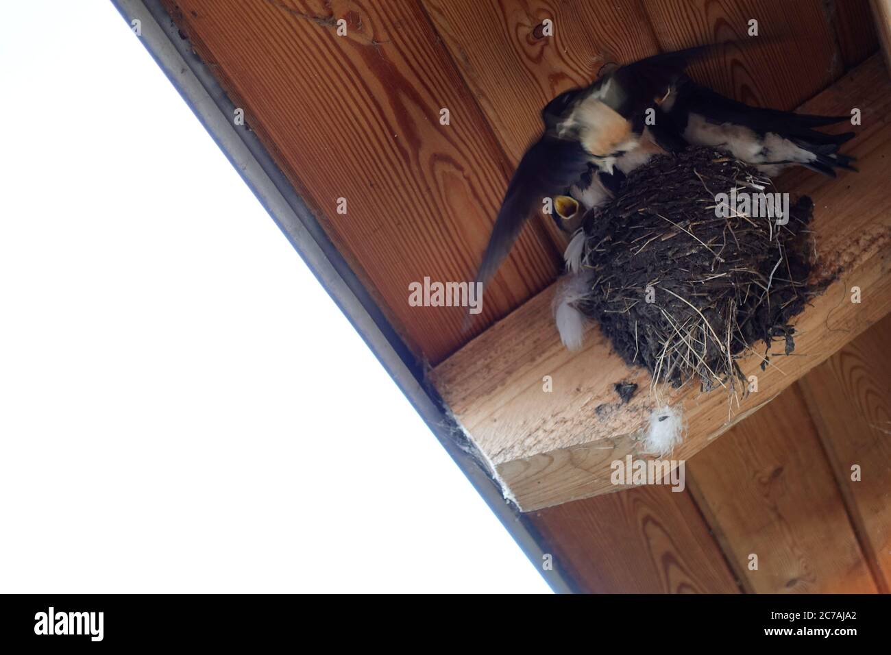 Barn swallow (Hirundo rustica) feeding young at nest, Europe Stock ...