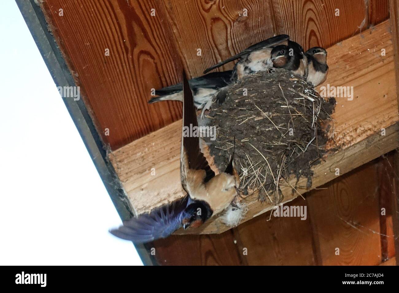 Barn swallow (Hirundo rustica) feeding young at nest, Europe Stock ...