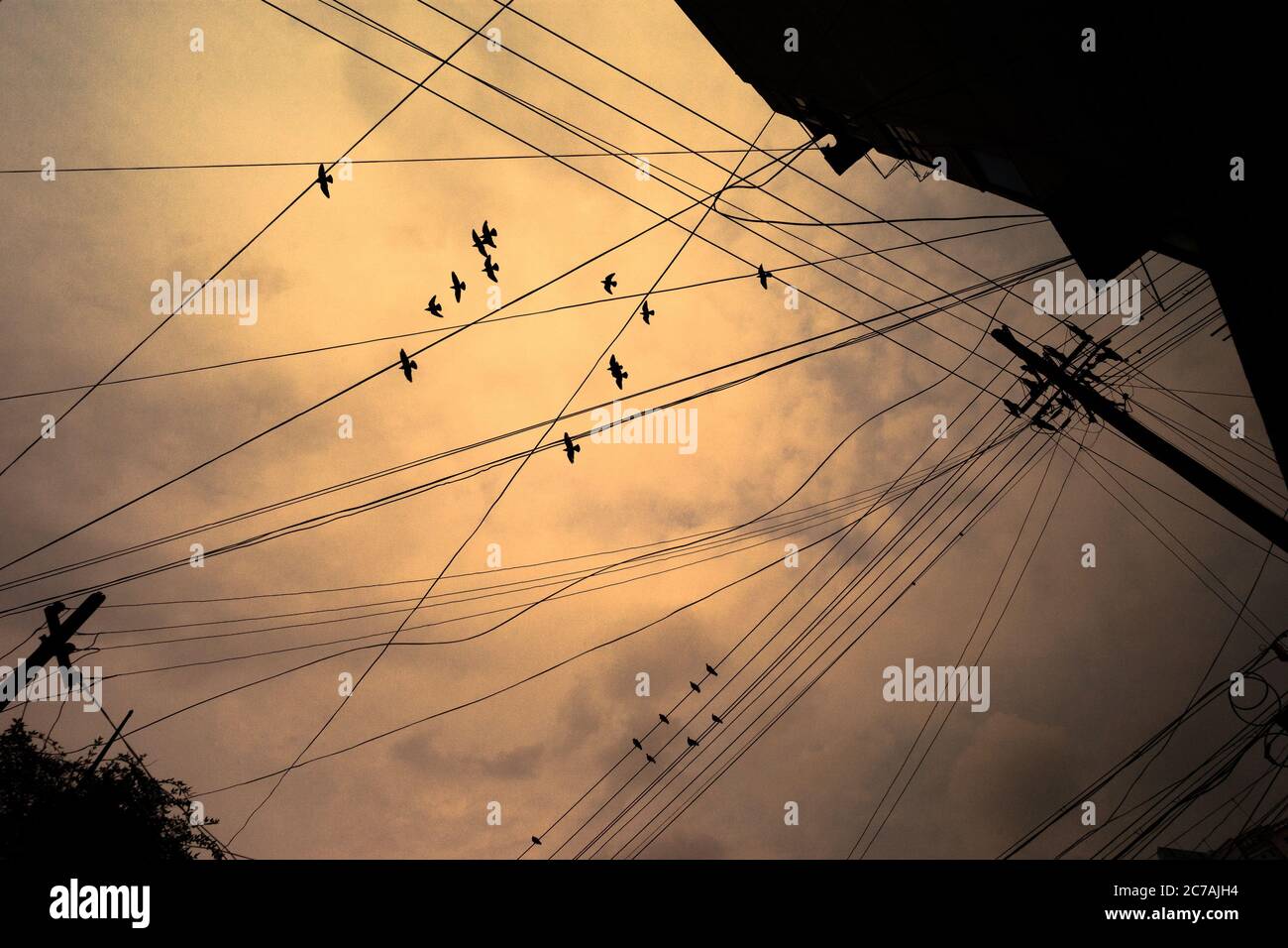 Many birds flying and sitting on power lines with the background of ...