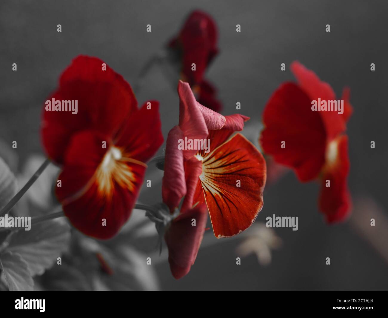 Flower, Three beautiful dark red Pansy flowers in bloom, selective ...
