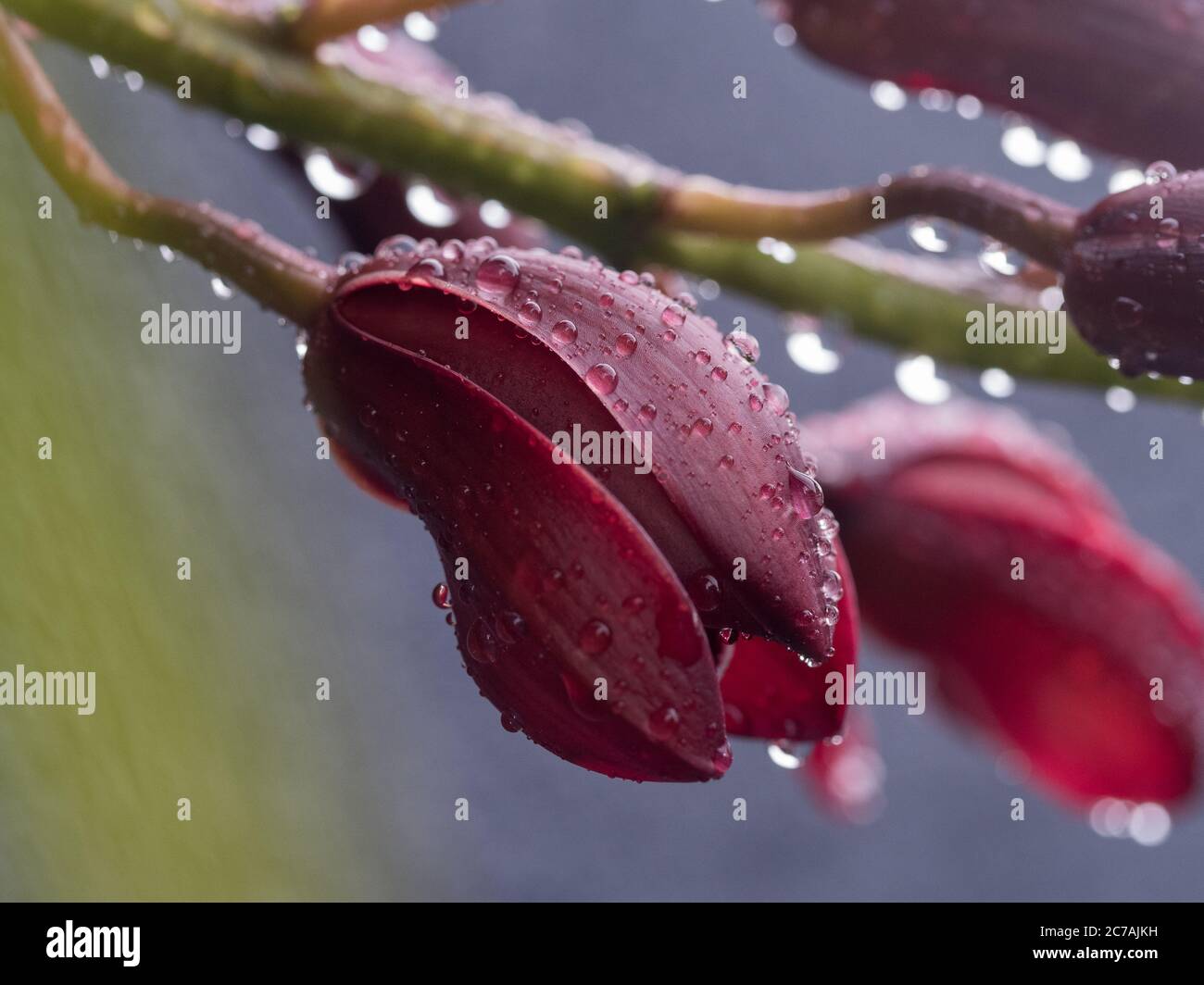 flowers and water drops, Waxy looking, dripping wet from the rain, Deep ...