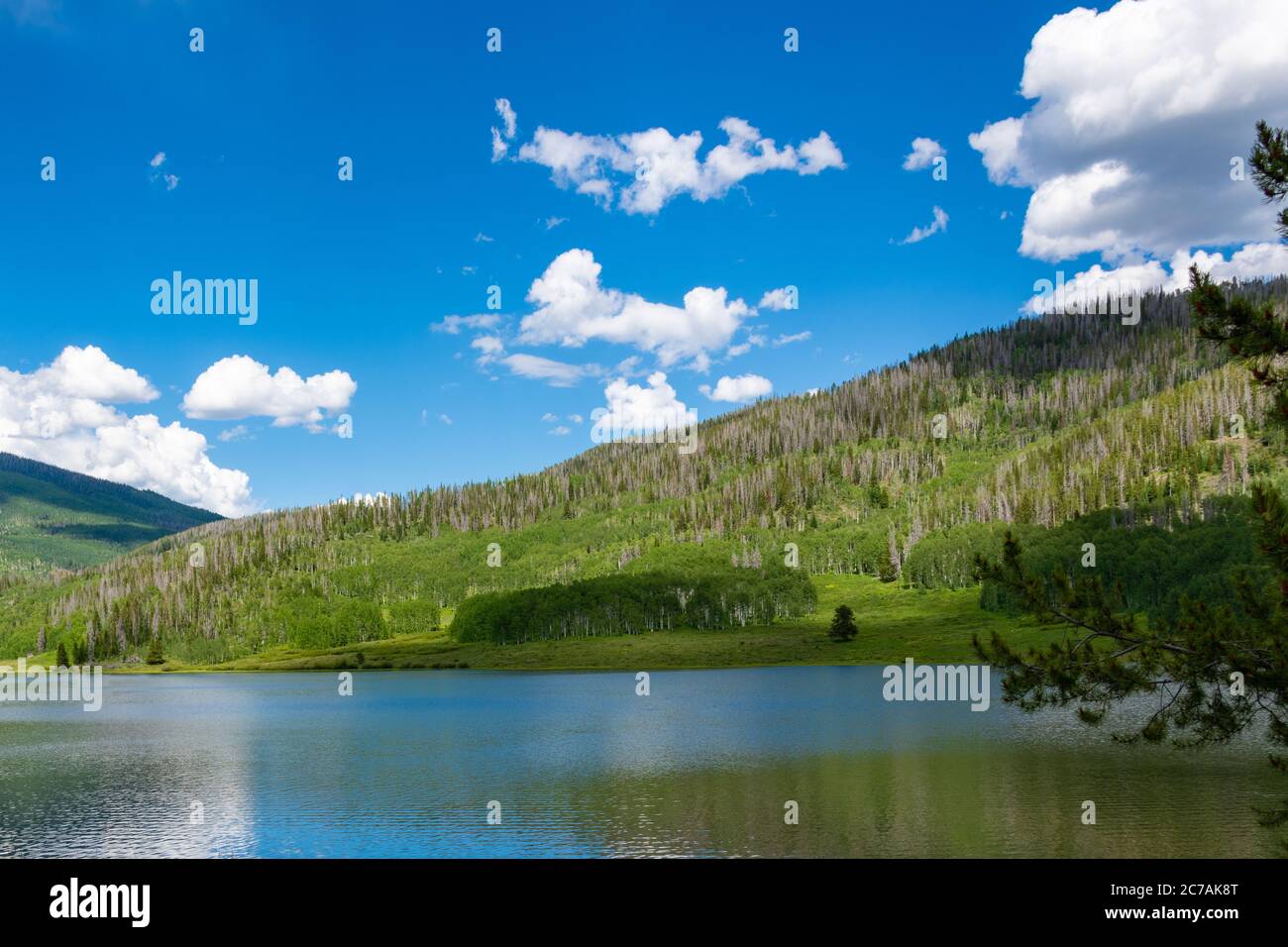 Lush green forest around lake hi-res stock photography and images - Alamy