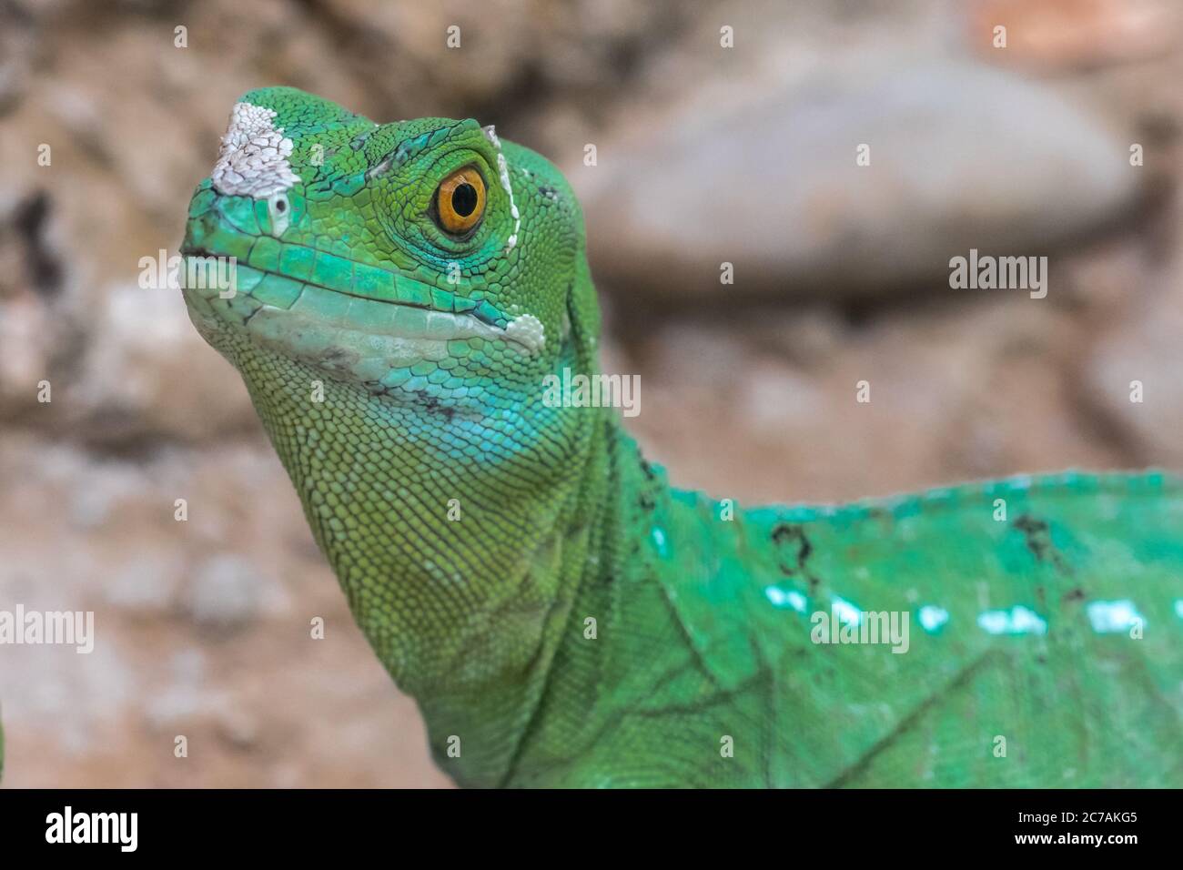Closeup cute plumed basilisk hi-res stock photography and images - Alamy