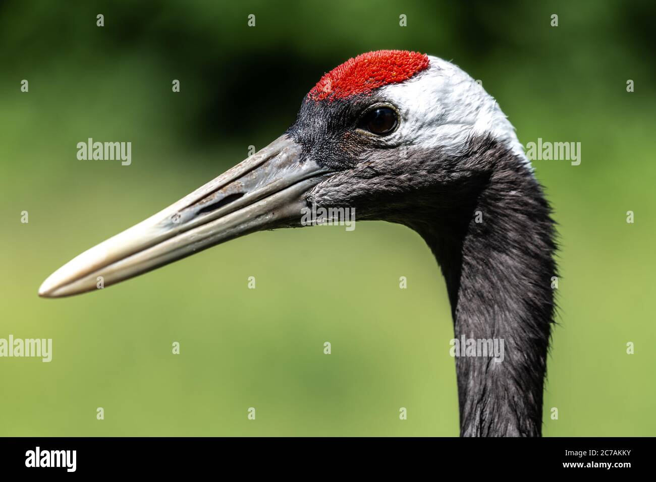 Portrait of Red-crowned Crane (Grus japonensis Stock Photo - Alamy