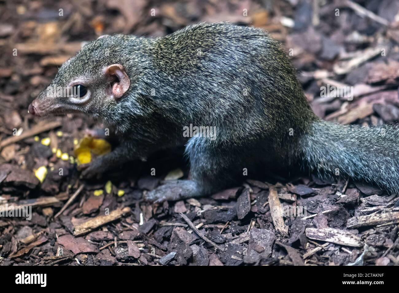 A Tree Shrew (Tupaia belangeri Stock Photo - Alamy