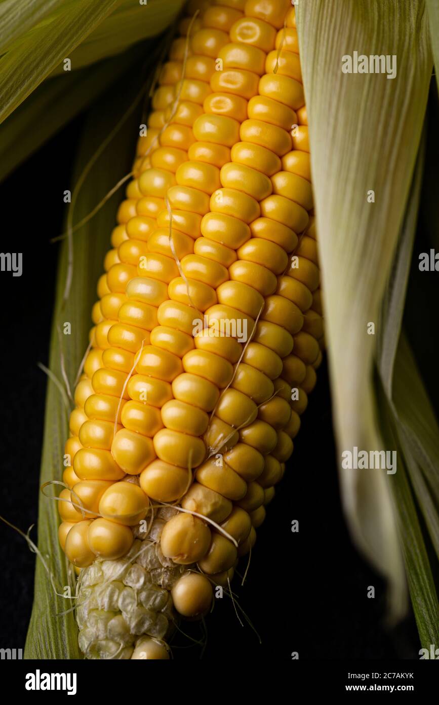 Raw ripe corn. Dark style Stock Photo - Alamy
