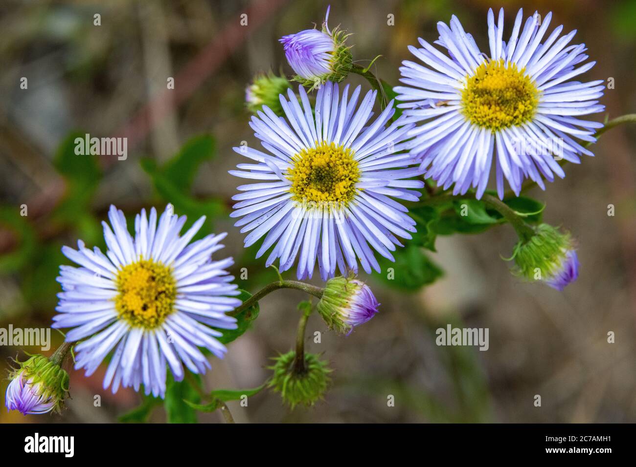 Dwarf Alpine Daisy alongside the trail at Steamboat Lake Stock Photo ...