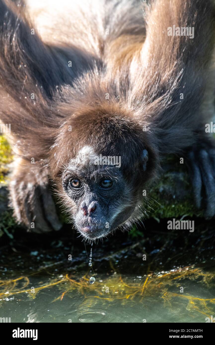 Brown Spider Monkey or Variegated Spider Monkey (Ateles hybridus Stock ...