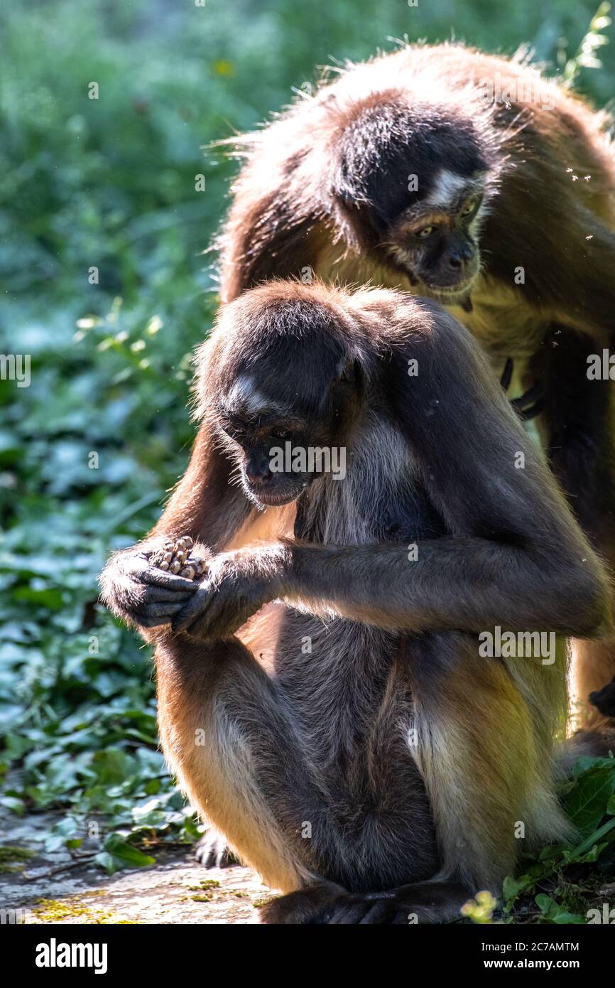 Brown Spider Monkey or Variegated Spider Monkey (Ateles hybridus Stock ...