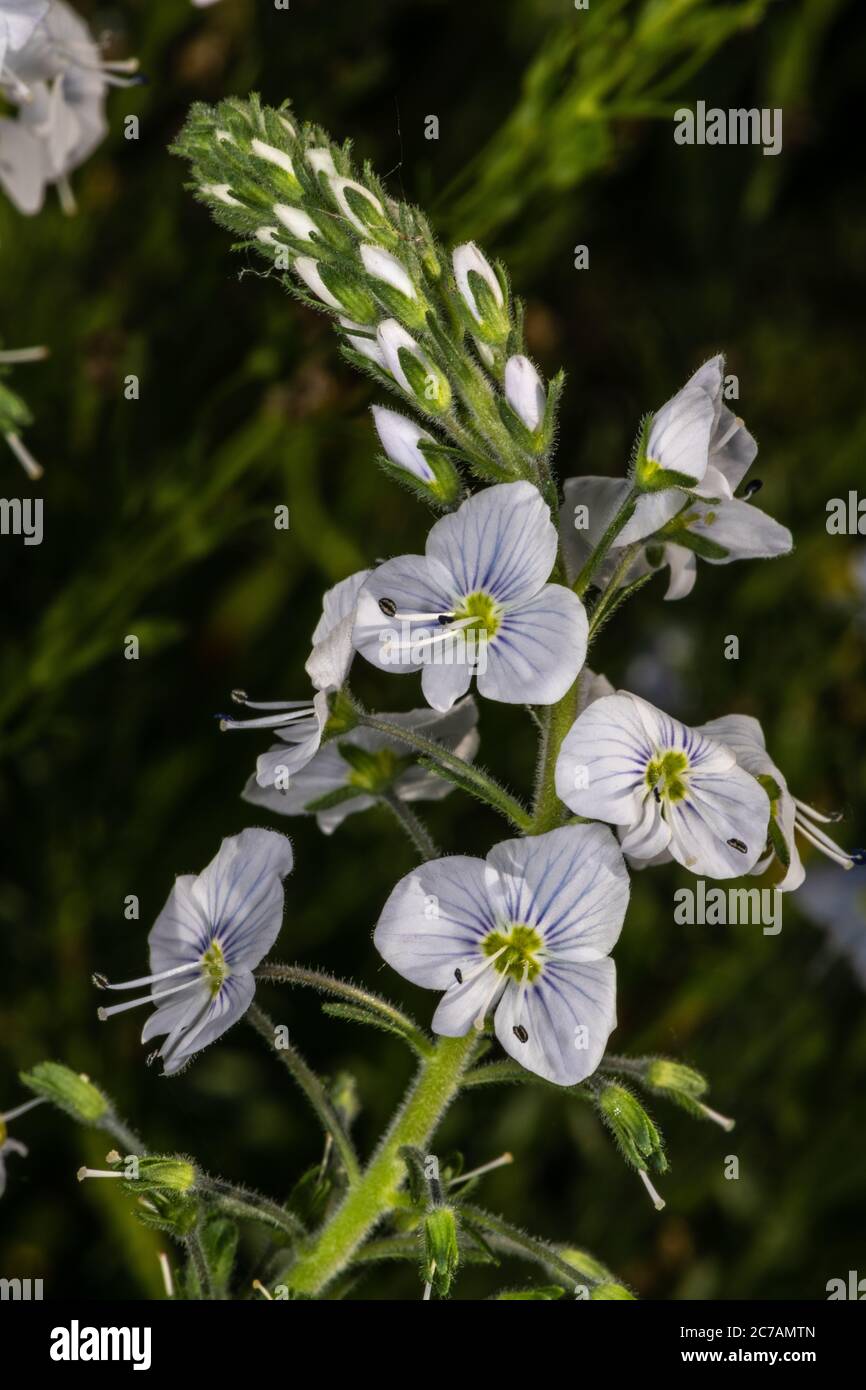 Flowers of Gentian Speedwell (Veronica gentianoides Stock Photo - Alamy
