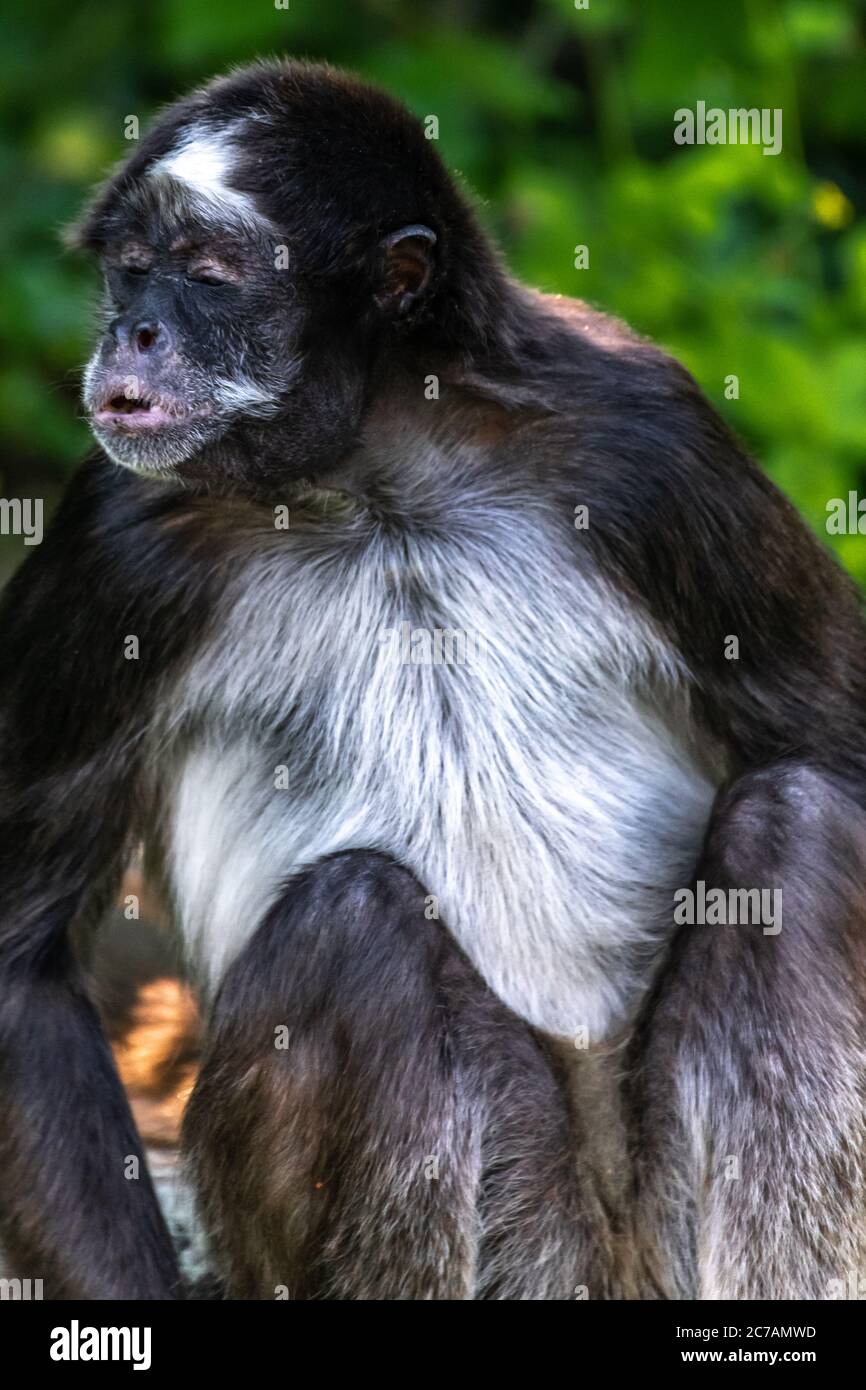 Variegated spider monkey hi-res stock photography and images - Alamy