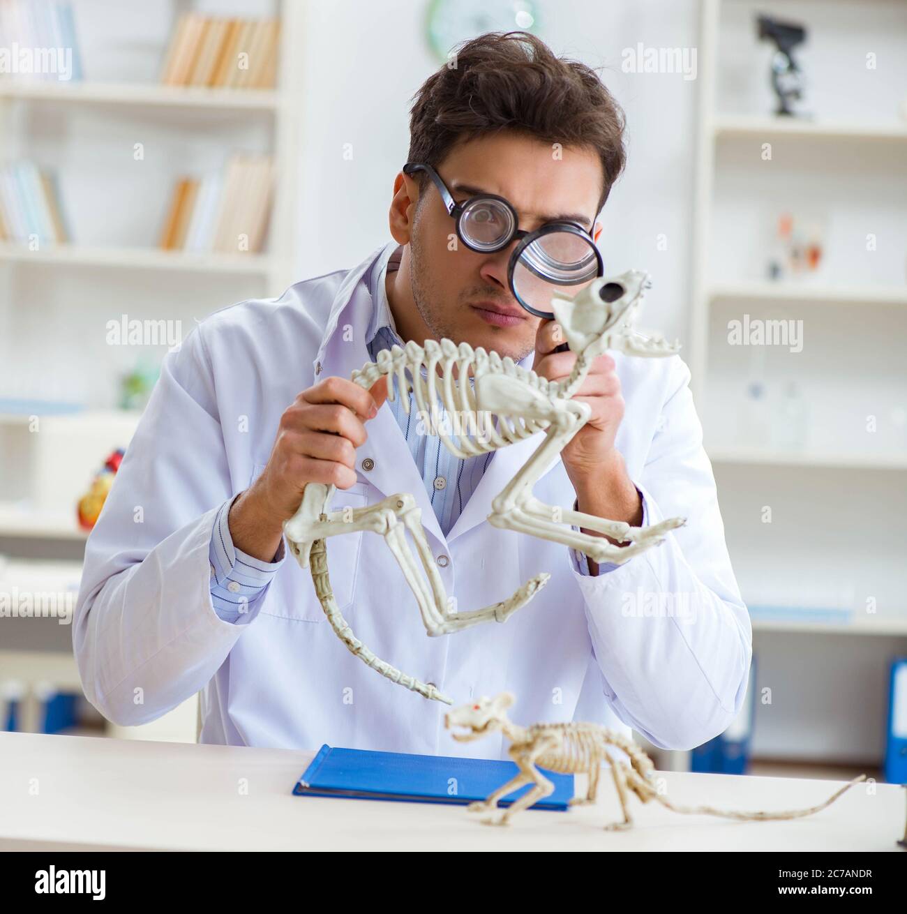 The funny crazy student doctor studying animal skeleton Stock Photo - Alamy