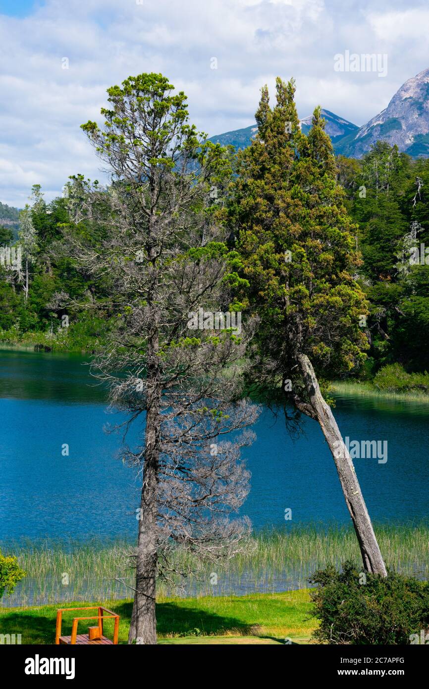 Two trees and Perito Moreno Lake (Lago Moreno). Bariloche, Argentina ...
