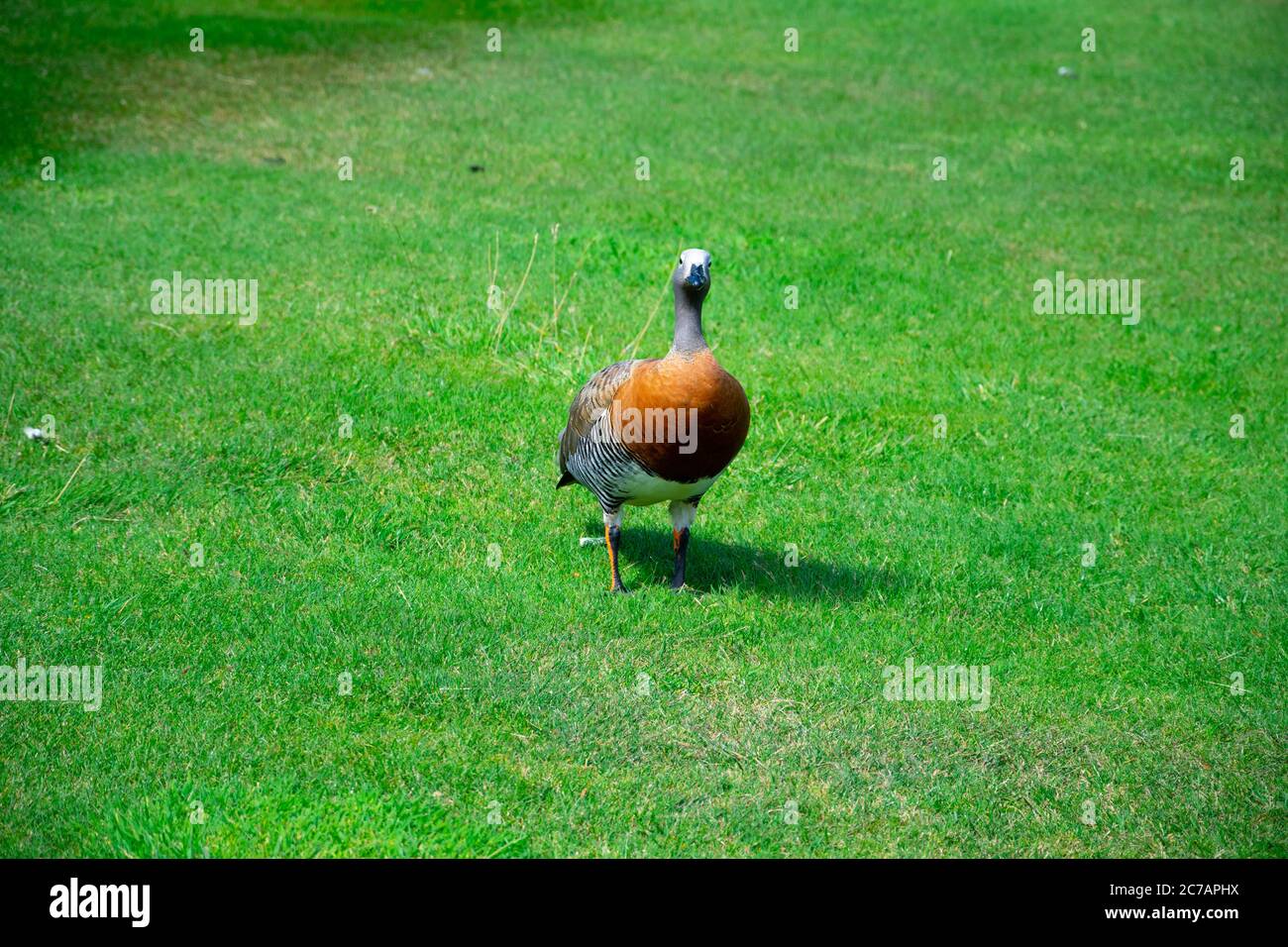 Ashy-headed goose (Cauquen Real - Chloephaga poliocephala). Typical ...