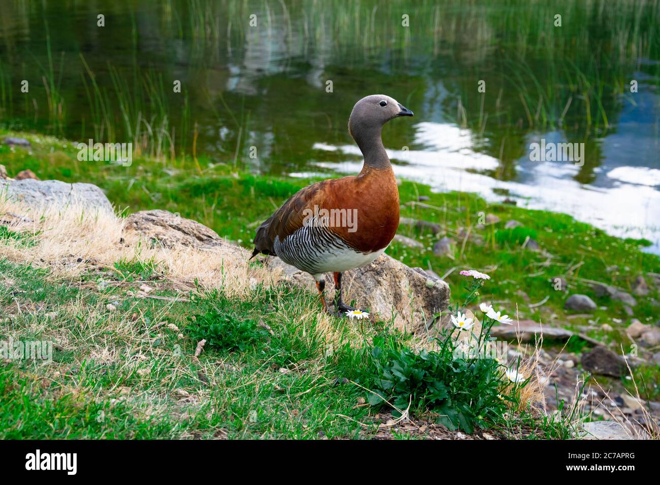 Ashy-headed goose (Cauquen Real - Chloephaga poliocephala). Typical ...