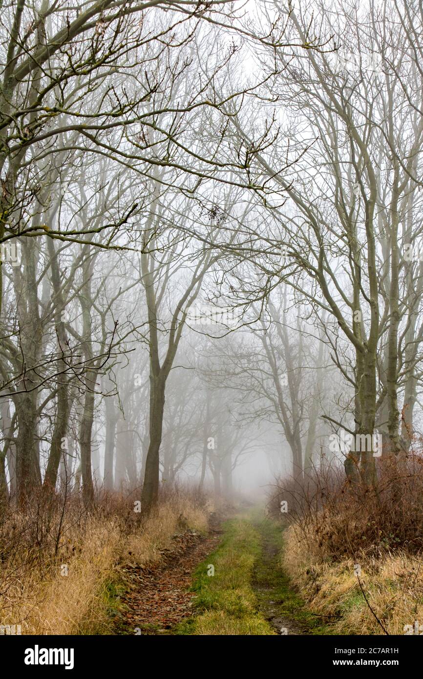 Autumn trail. A path through a forest with dense fog. Mysterious ...