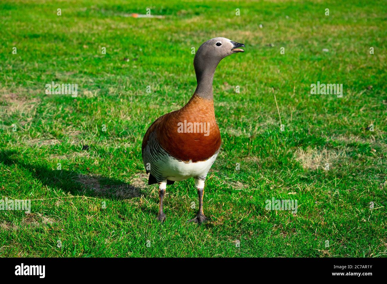 Ashy-headed goose (Cauquen Real - Chloephaga poliocephala). Typical ...