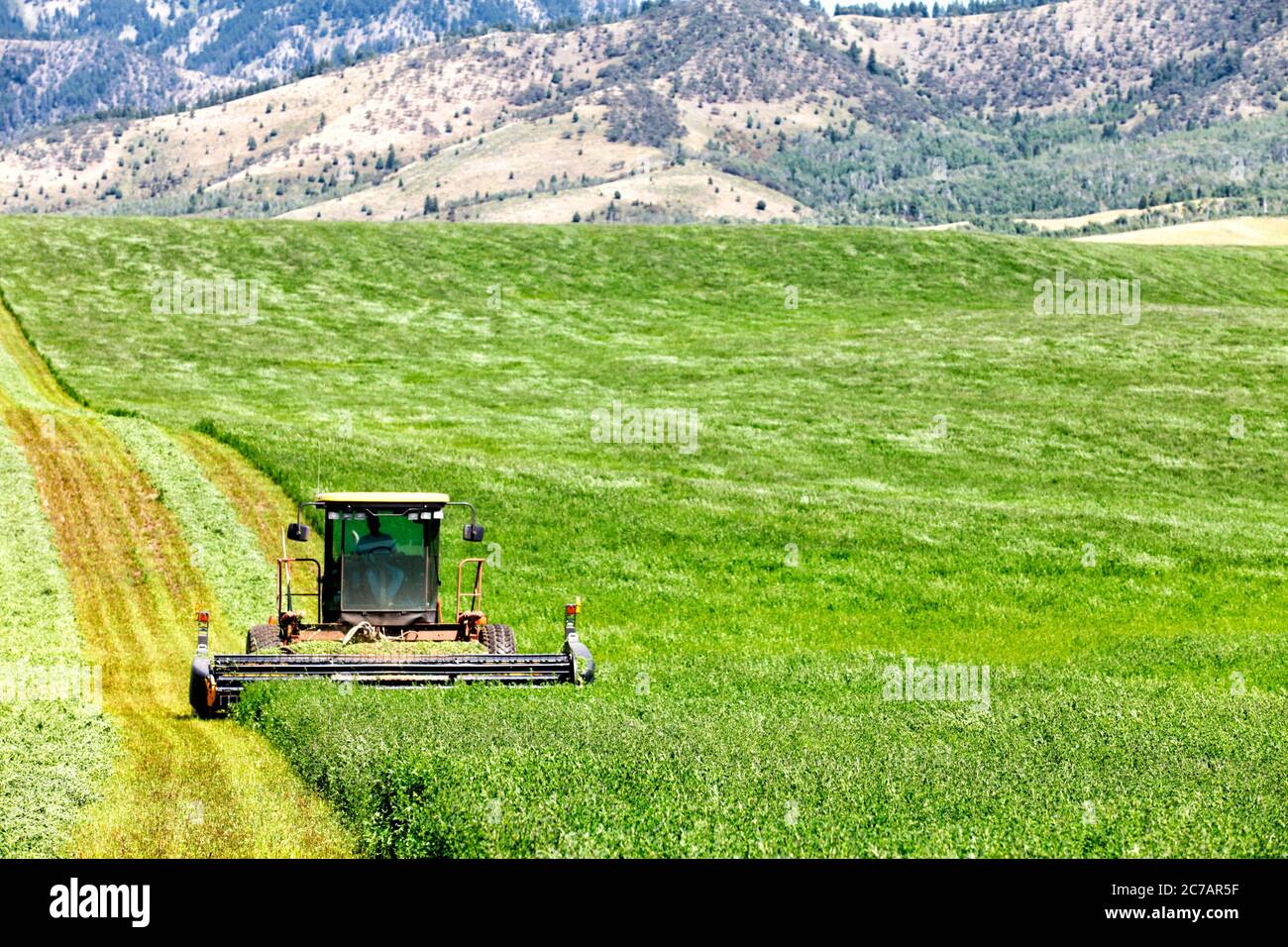 July 1, 2013 Swan Valley, Idaho, USA A farmer, using a hay mower, cuts ...
