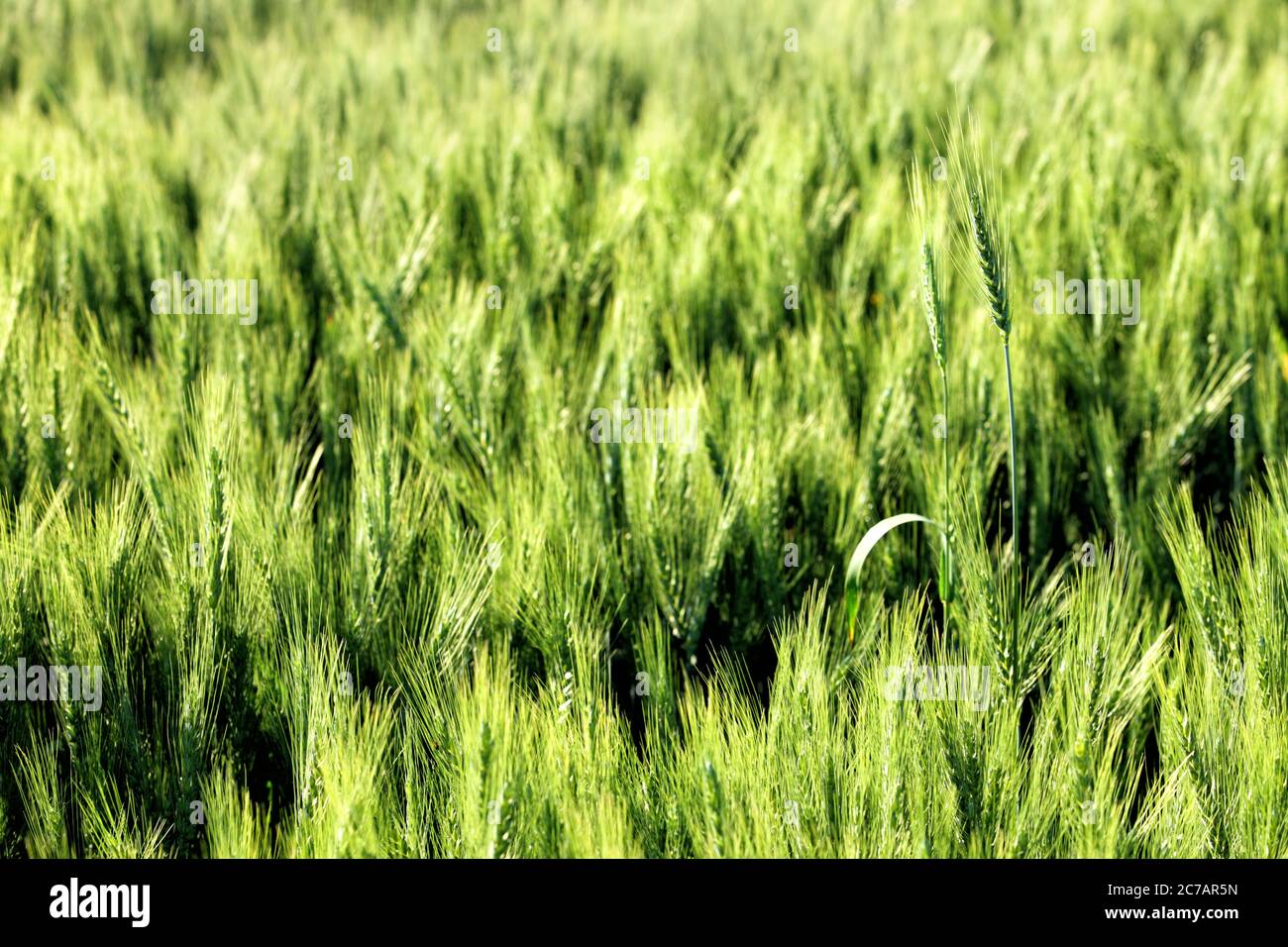 Two stalks of wheat rise above the others in a field of green wheat ...