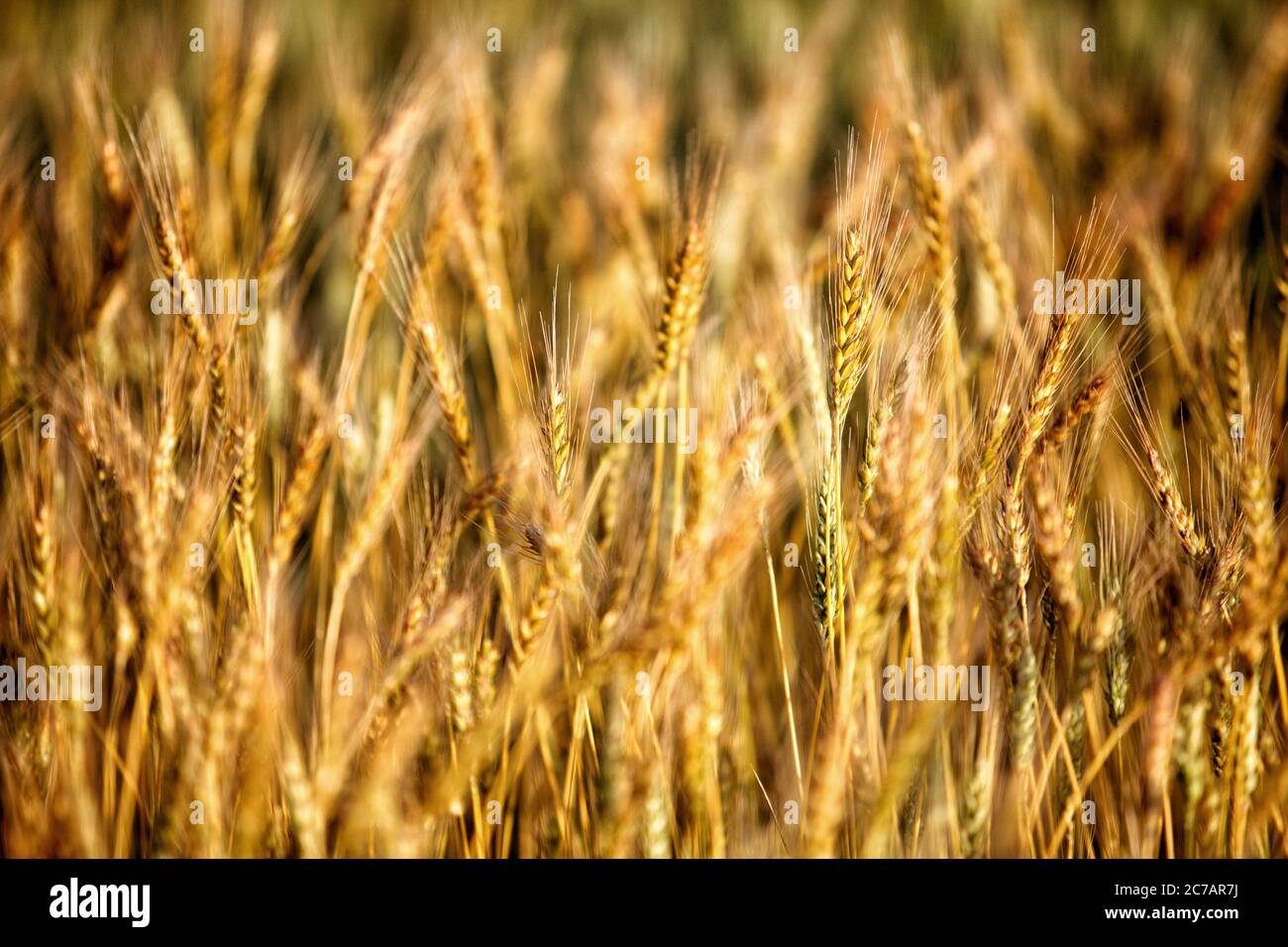 An close up view of a field of hard red wheat, ripening prior to ...