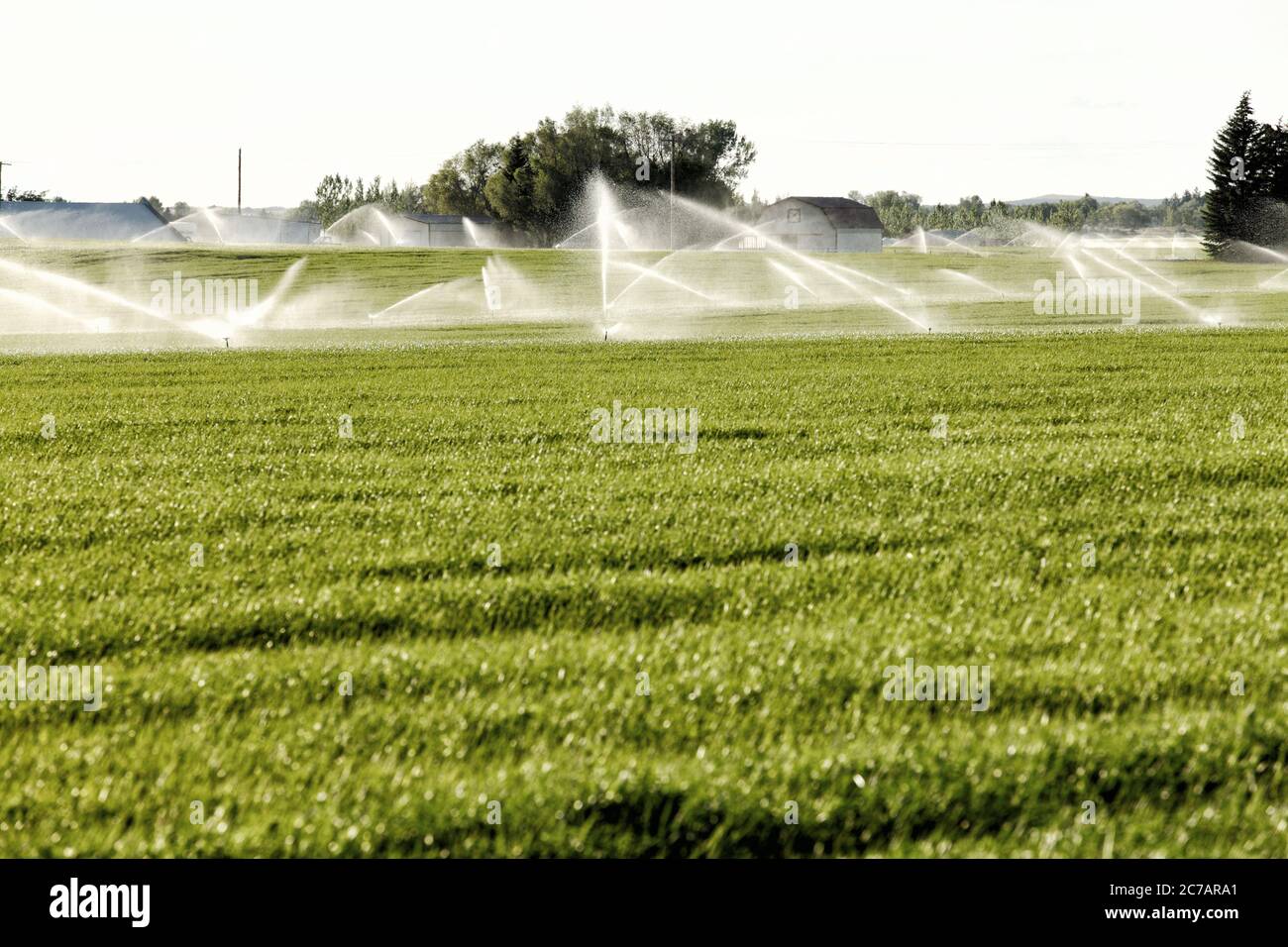 A hand line sprinkler irrigating a farm field growing wheat Stock Photo ...