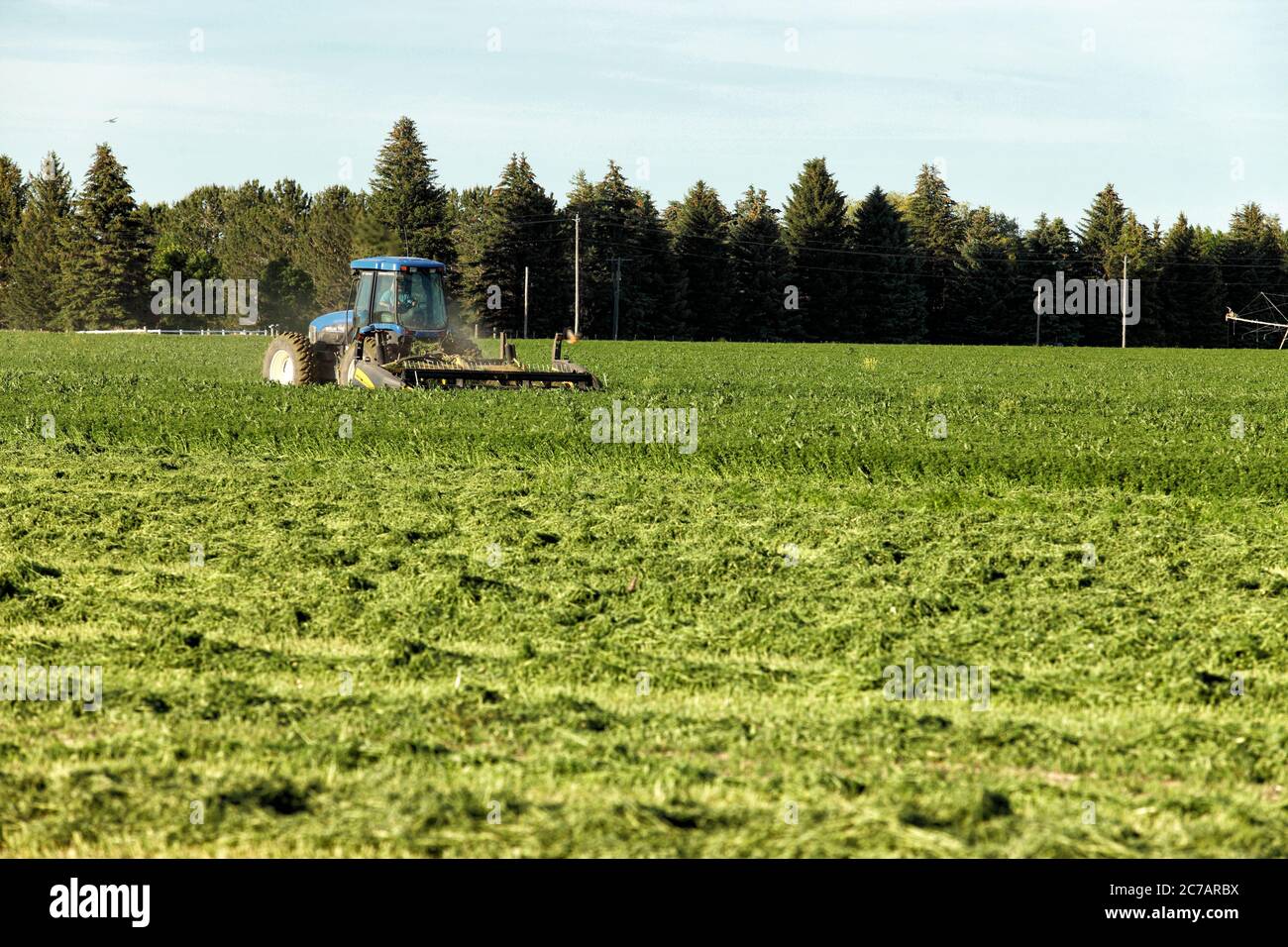 Alfalfa crop hi-res stock photography and images - Alamy