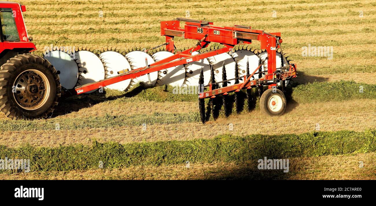 USA Alfalfa hay, cut and windrowed, being turned for drying in the ...