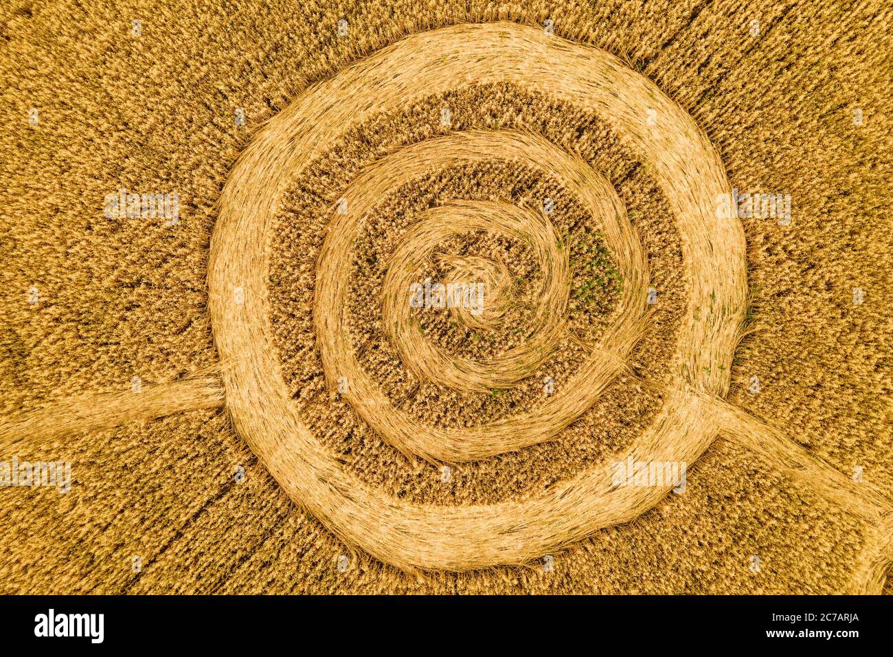 Fake UFO circles on grain crop yellow field, aerial view from drone ...
