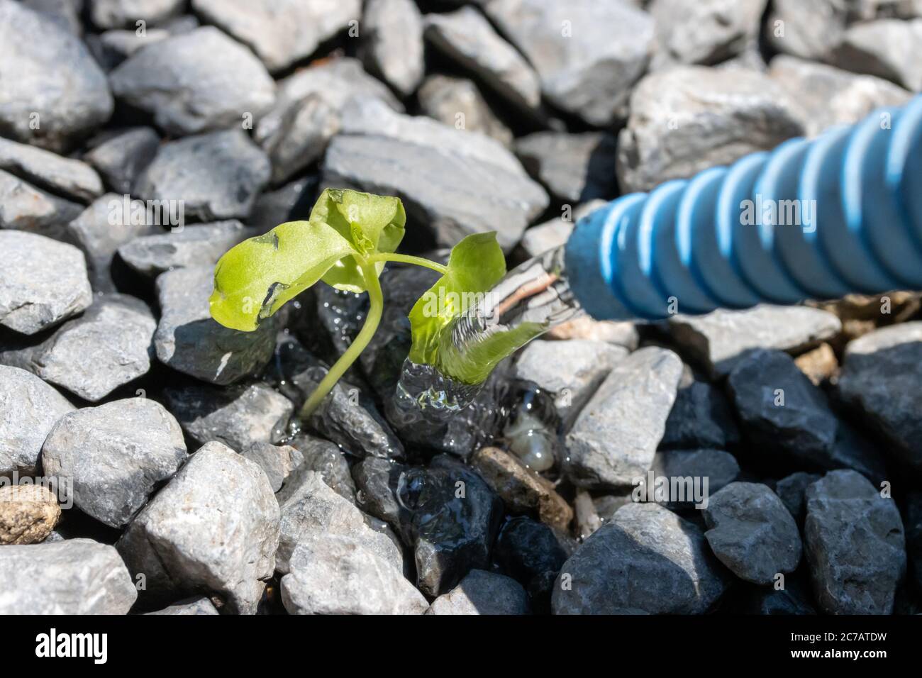 Strong Hose Pipe High Resolution Stock Photography and Images - Alamy