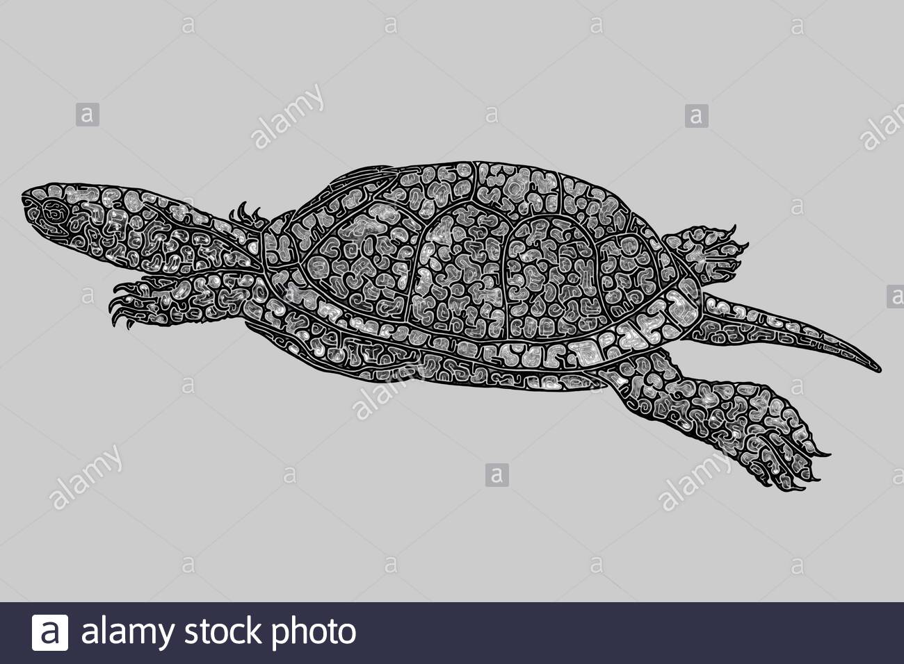 Pond Terrapin High Resolution Stock Photography and Images - Alamy