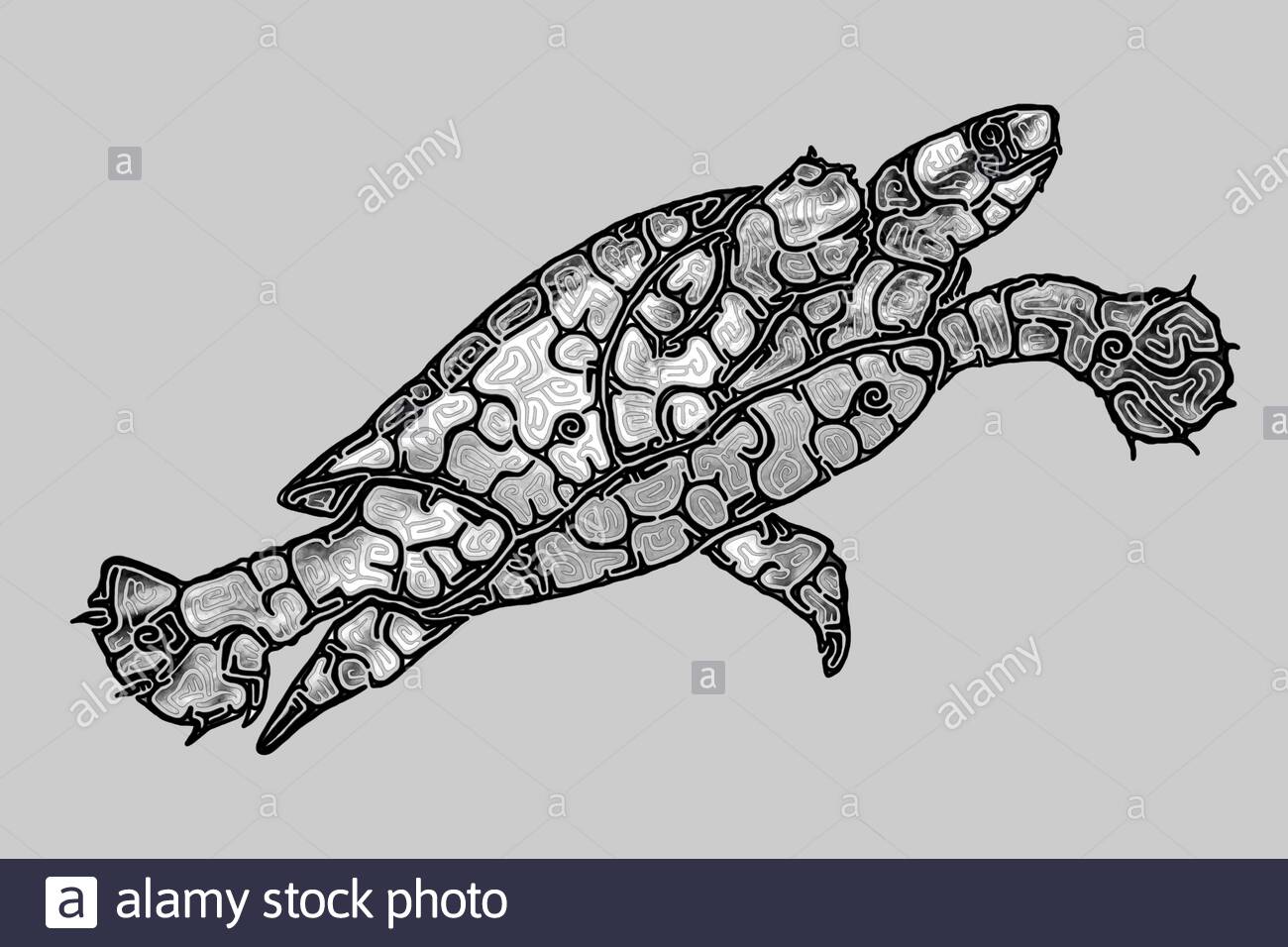 Australian Turtle High Resolution Stock Photography and Images - Alamy