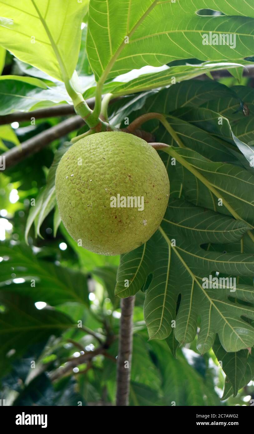 Bread fruit artocarpus altilis leaf hi-res stock photography and images ...