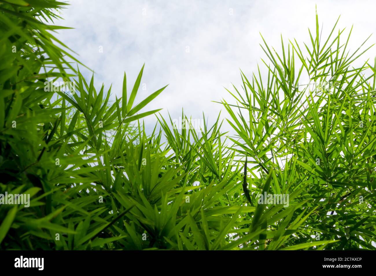 Vivid green color of bamboo leaves / green background Stock Photo - Alamy