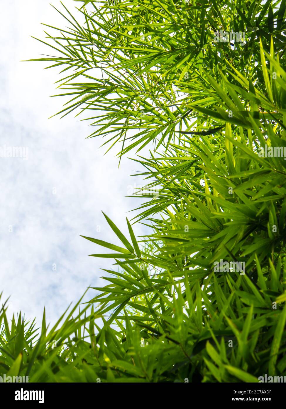 Vivid green color of bamboo leaves / green background Stock Photo - Alamy
