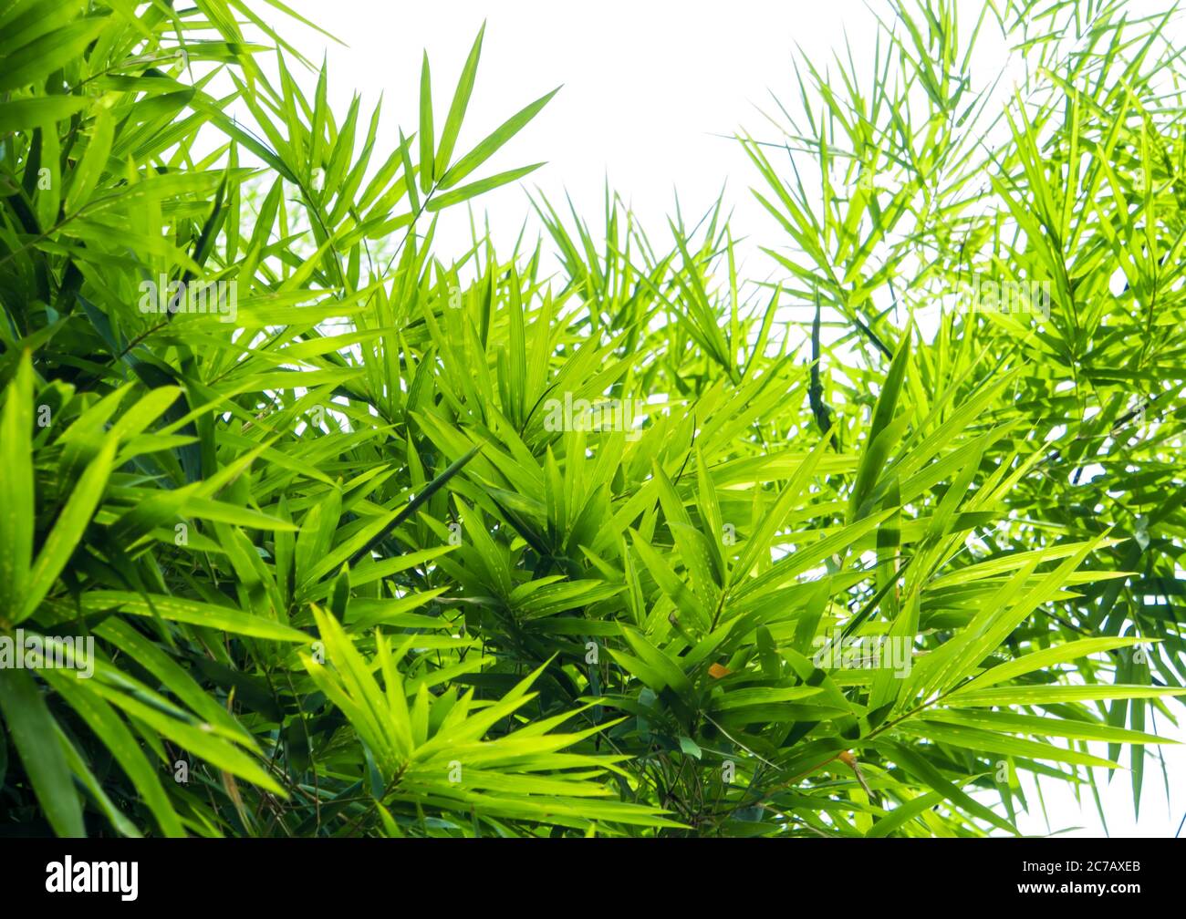 Vivid green color of bamboo leaves / green background Stock Photo - Alamy
