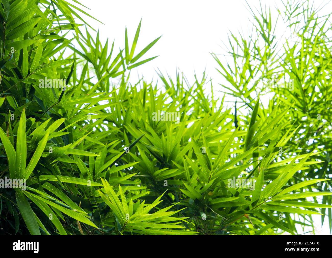 Vivid green color of bamboo leaves / green background Stock Photo - Alamy