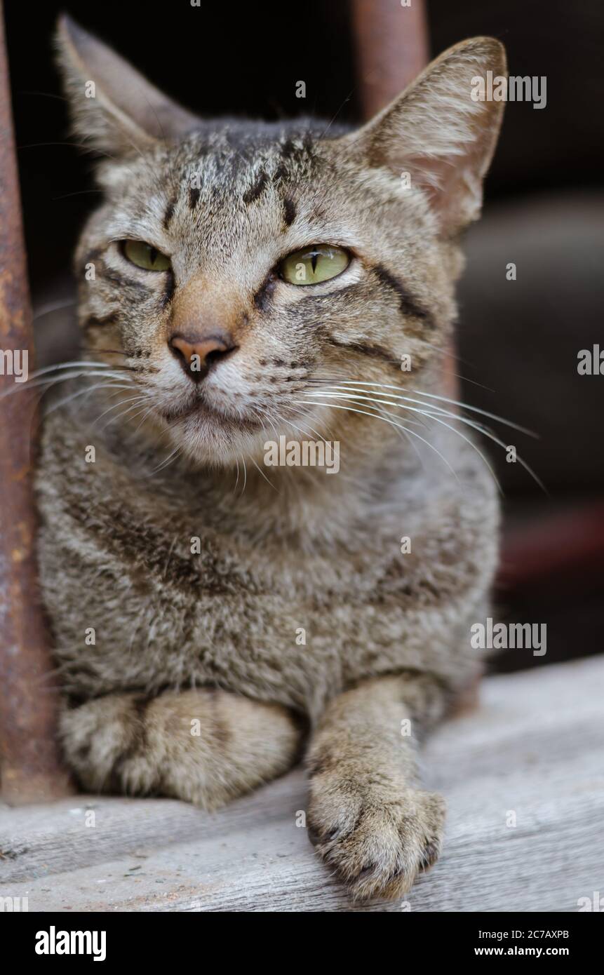 Face of Grey Cat is Close up Detail Stock Photo - Alamy