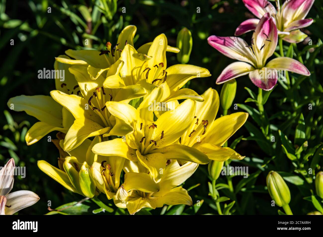 Day Lillies at Steamboat Springs Botanical Gardens Stock Photo - Alamy