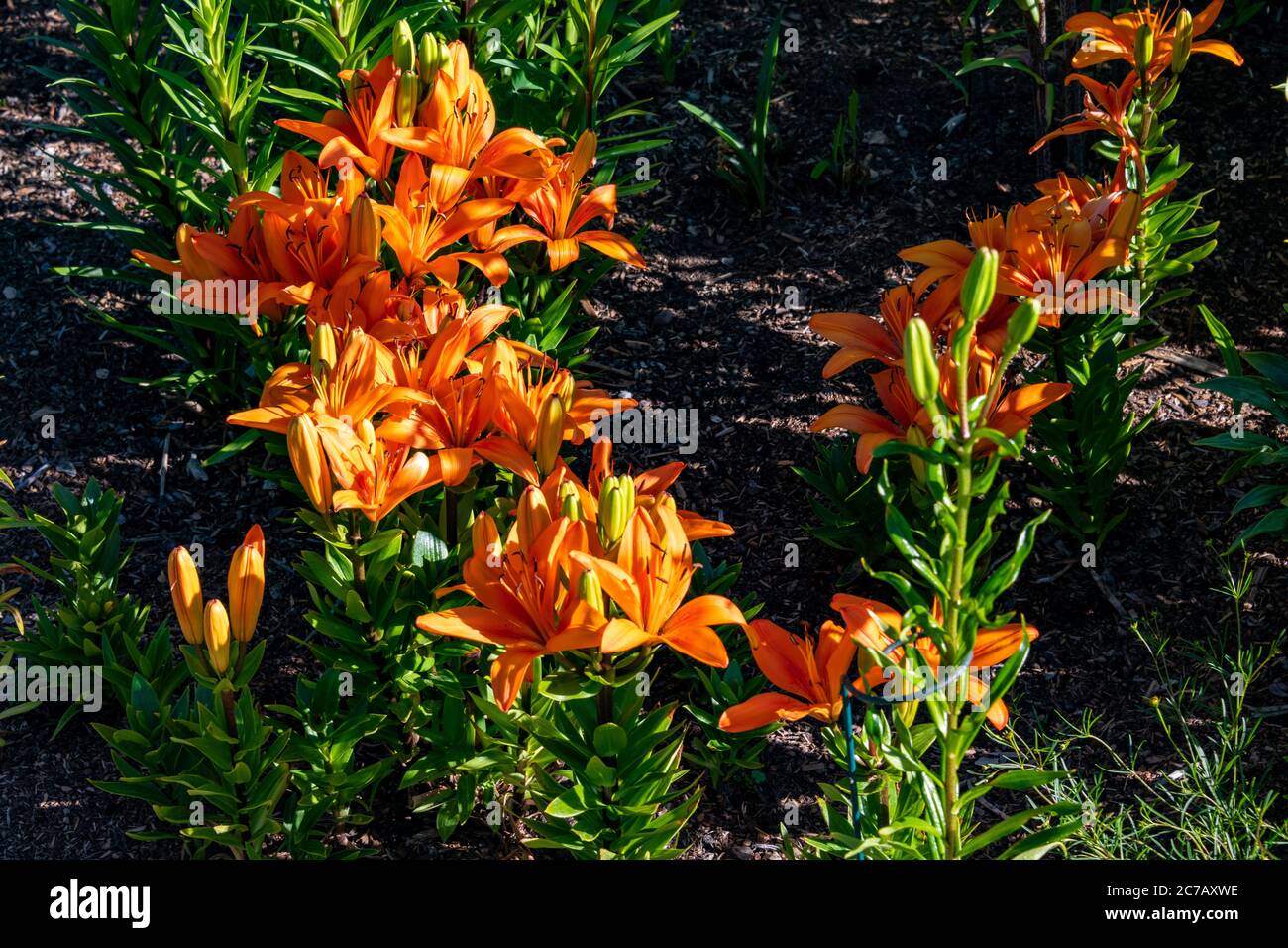 Day Lillies at Steamboat Springs Botanical Gardens Stock Photo - Alamy