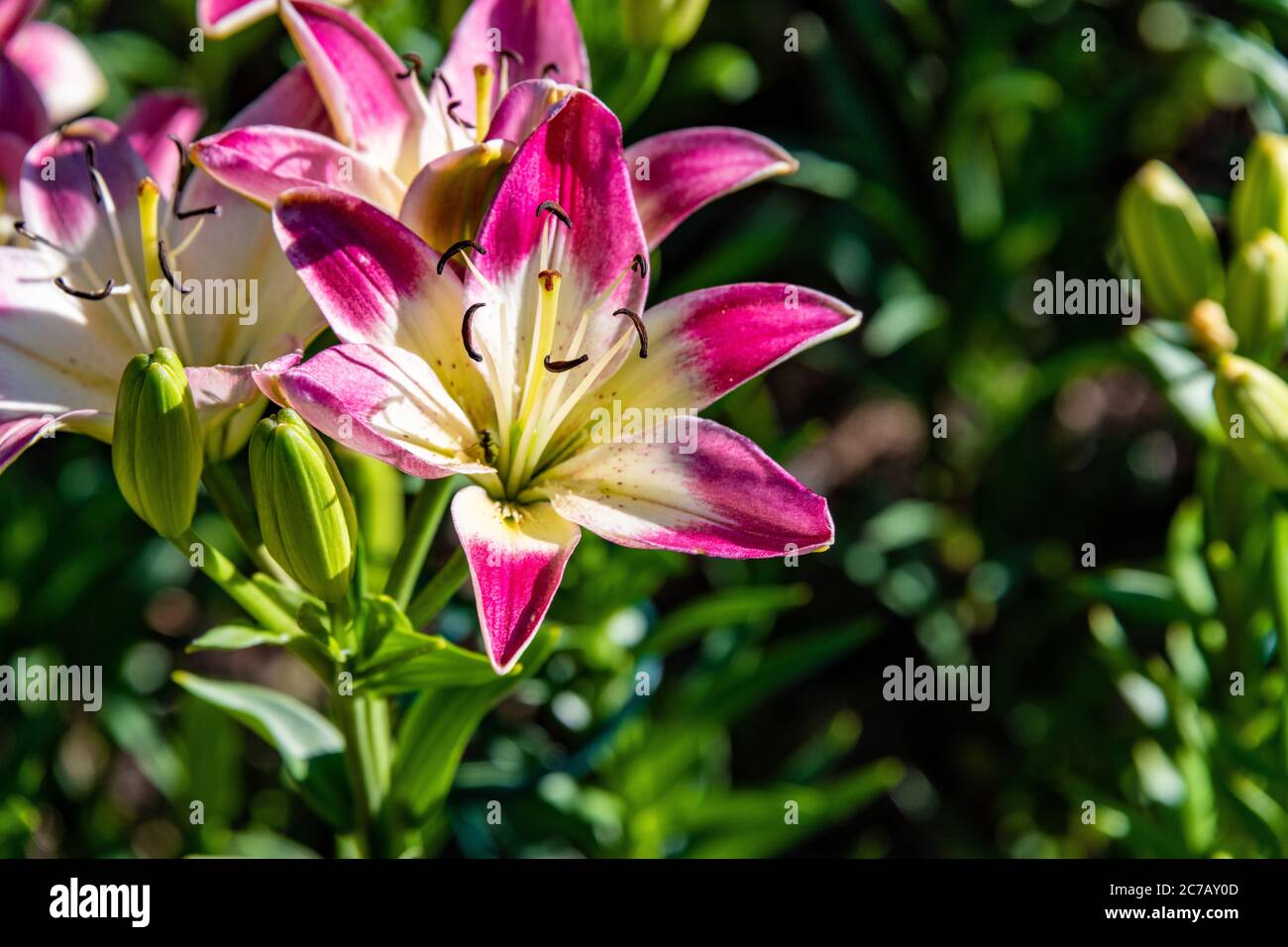 Day Lillies at Steamboat Springs Botanical Gardens Stock Photo - Alamy